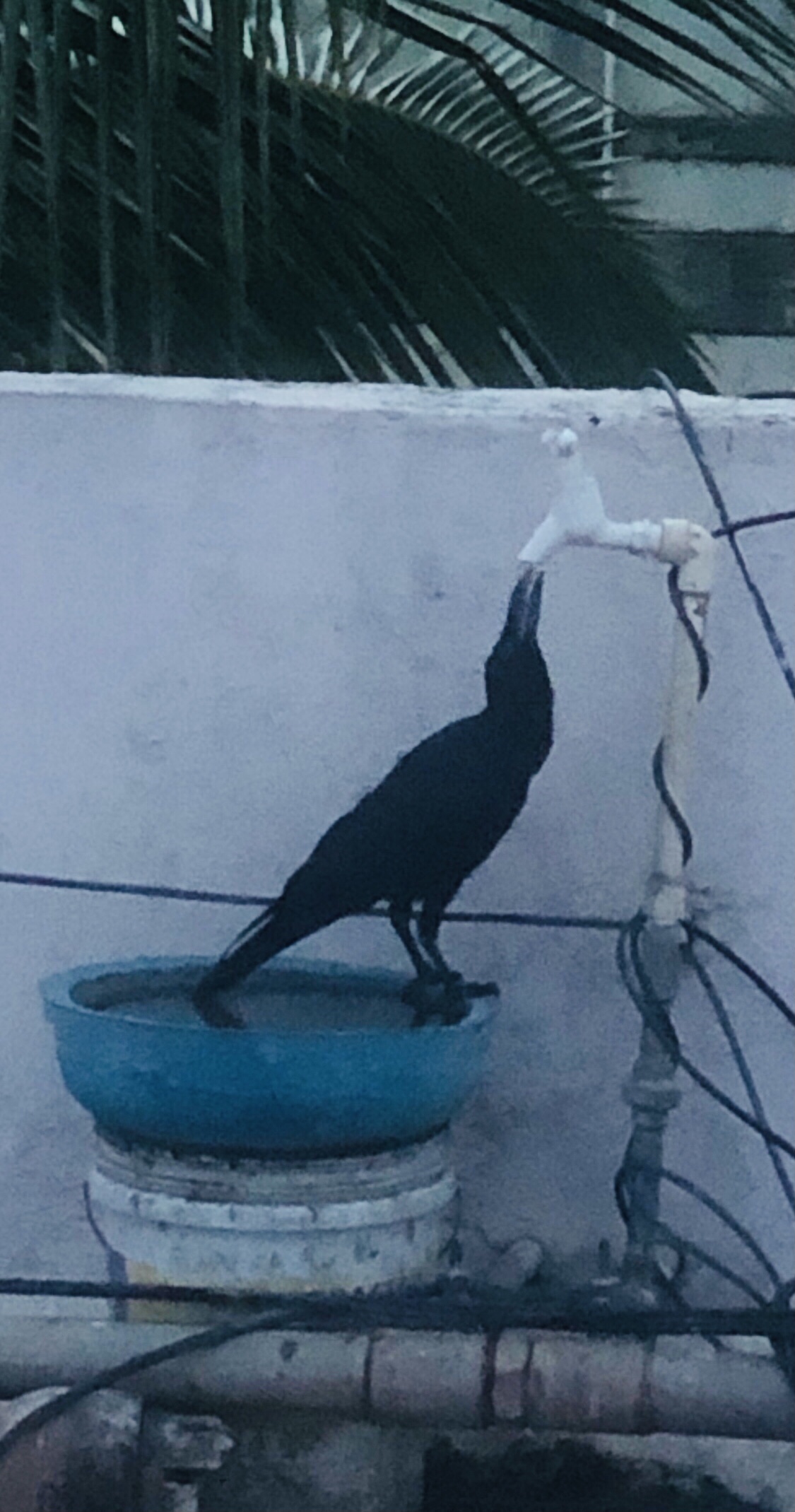 “Catching the Crow” – Prabhu's Ponder